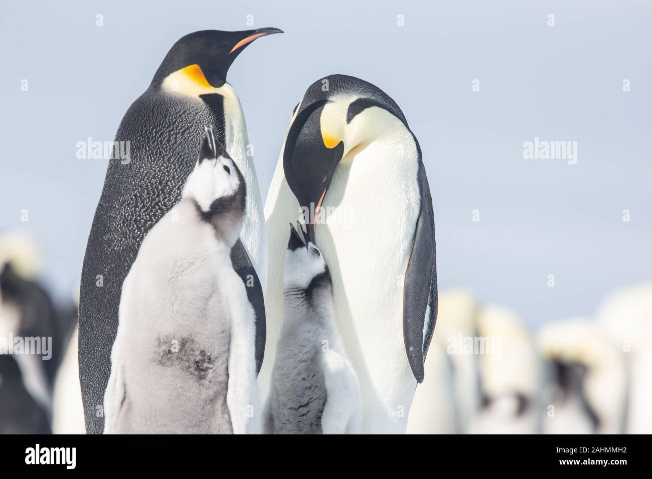 Emperor penguin colony hi-res stock photography and images - Alamy