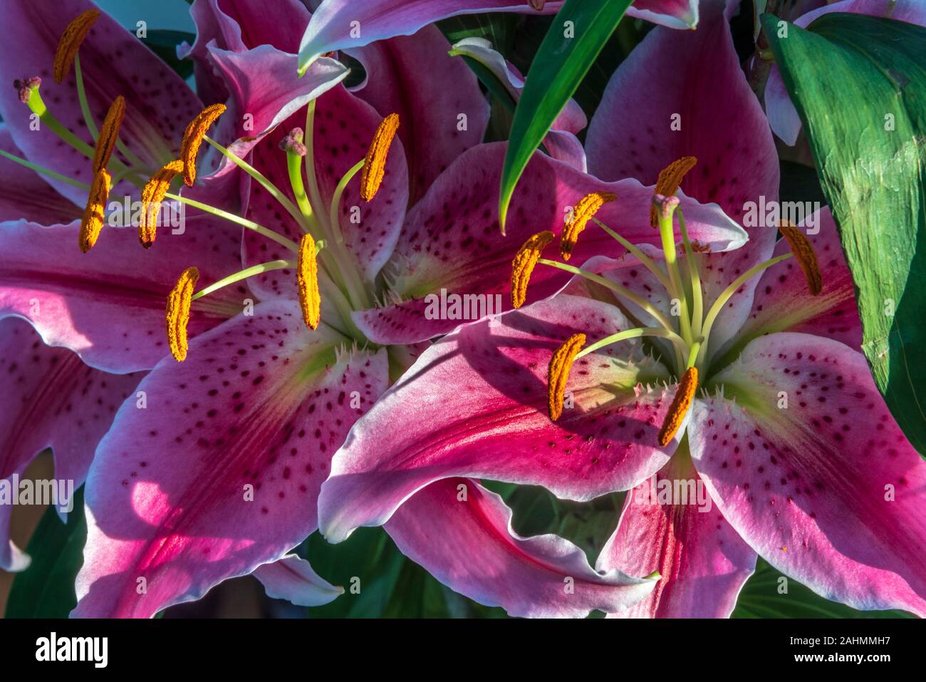 Lily flowers. Lillies Stock Photo - Alamy