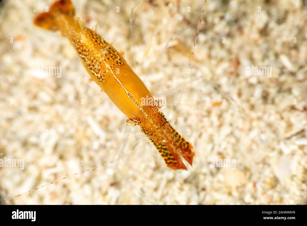 Long nose shrimp, Donald Duck Shrimp, Body length about 20 mm, Leander ...
