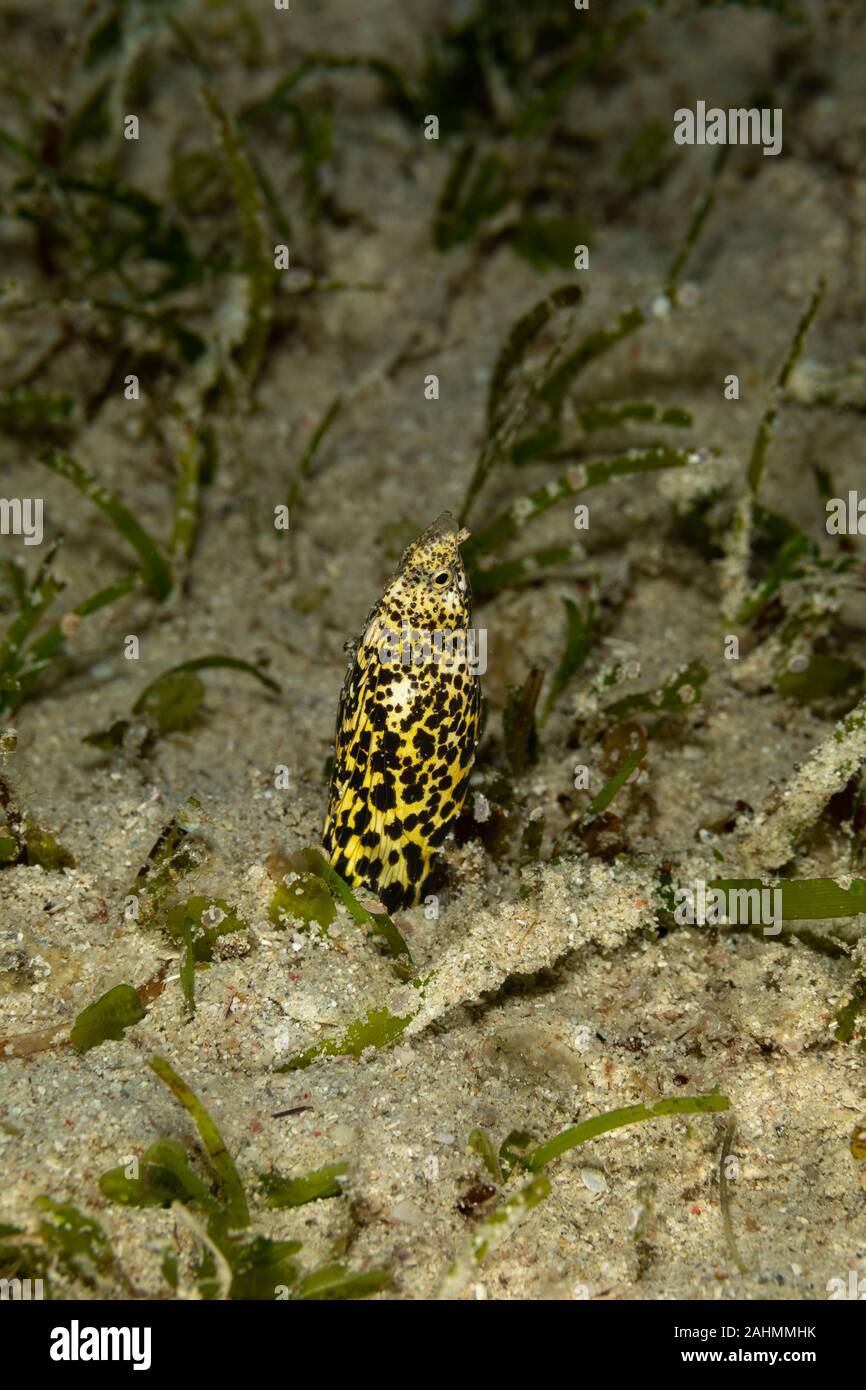 Marbled snake eel, Callechelys marmorata, is a benthic marine fish ...