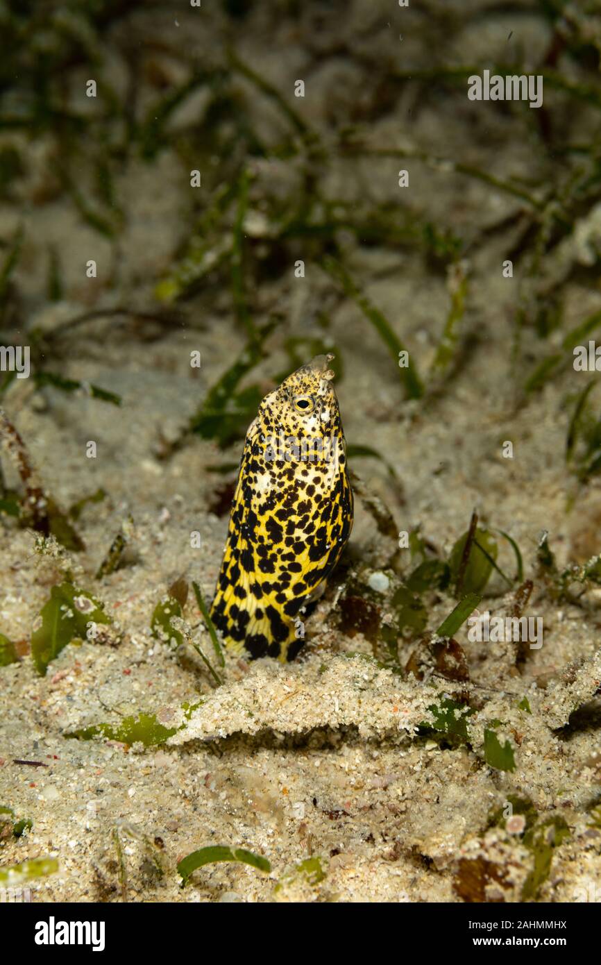 Marbled snake eel, Callechelys marmorata, is a benthic marine fish ...