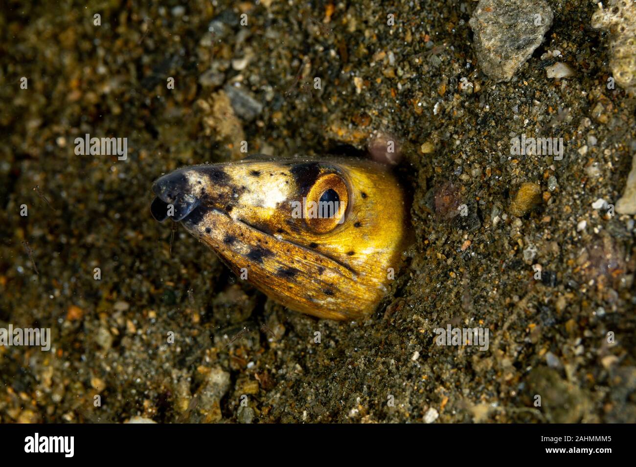 Longfin snake eel, Pisodonophis cancrivorus, is an eel in the family ...