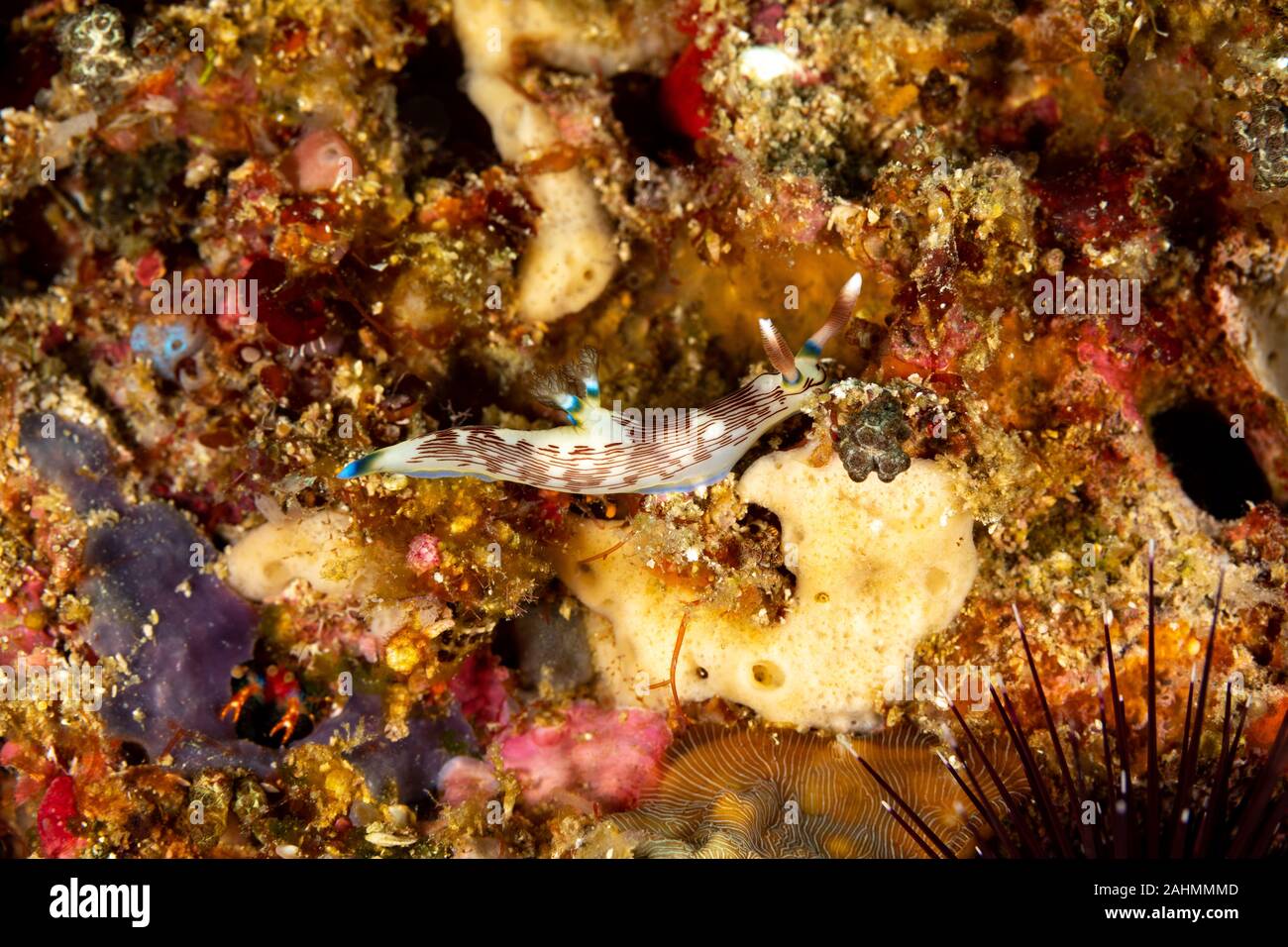 Lined Nembrotha, Nembrotha lineolata is a species of nudibranch, a sea ...