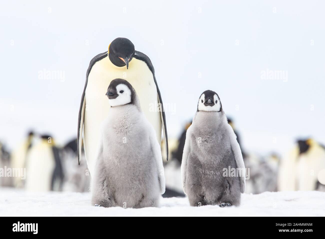 Emperor penguins at snow hill, Antarctica Stock Photo - Alamy
