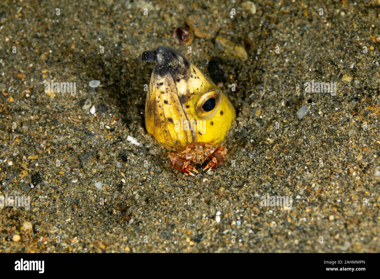 Longfin snake eel, Pisodonophis cancrivorus, is an eel in the family ...