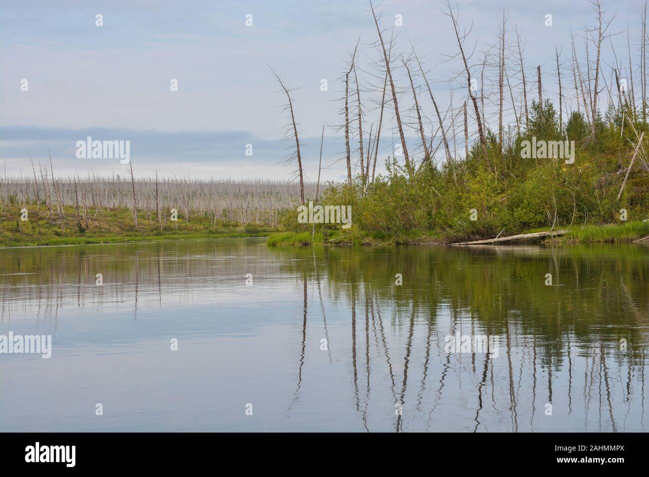 Dead Forest, killed by the Norilsk Nickel Plant. South east of Norilsk ...
