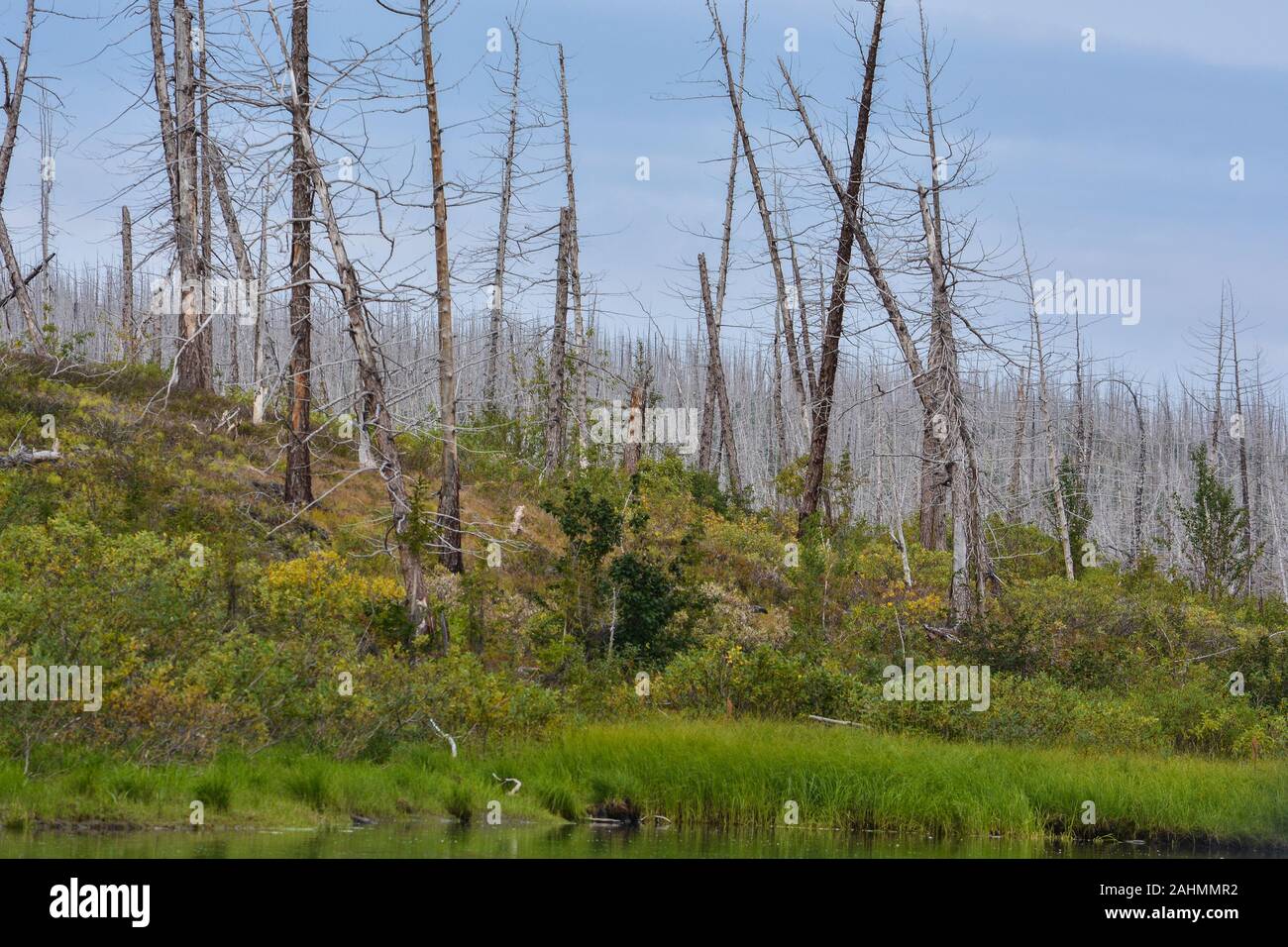 Deforestation dry hi-res stock photography and images - Alamy
