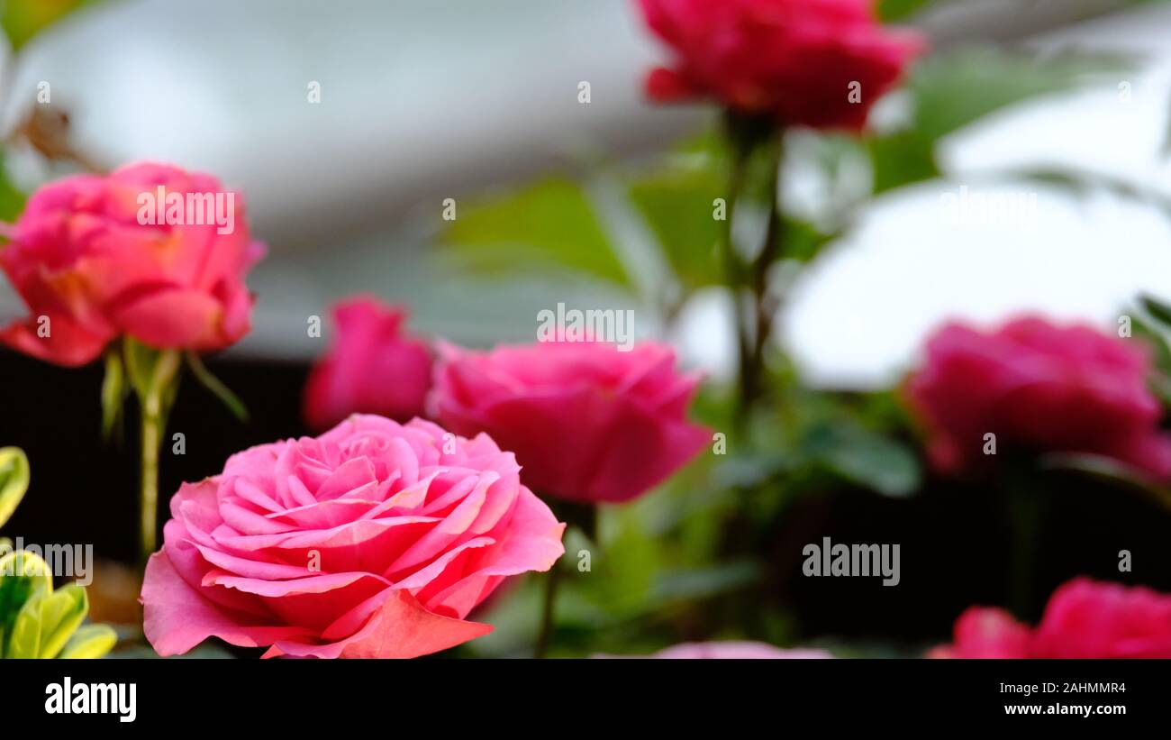 Beautiful pink roses photographed in a botanic garden in Singapore ...