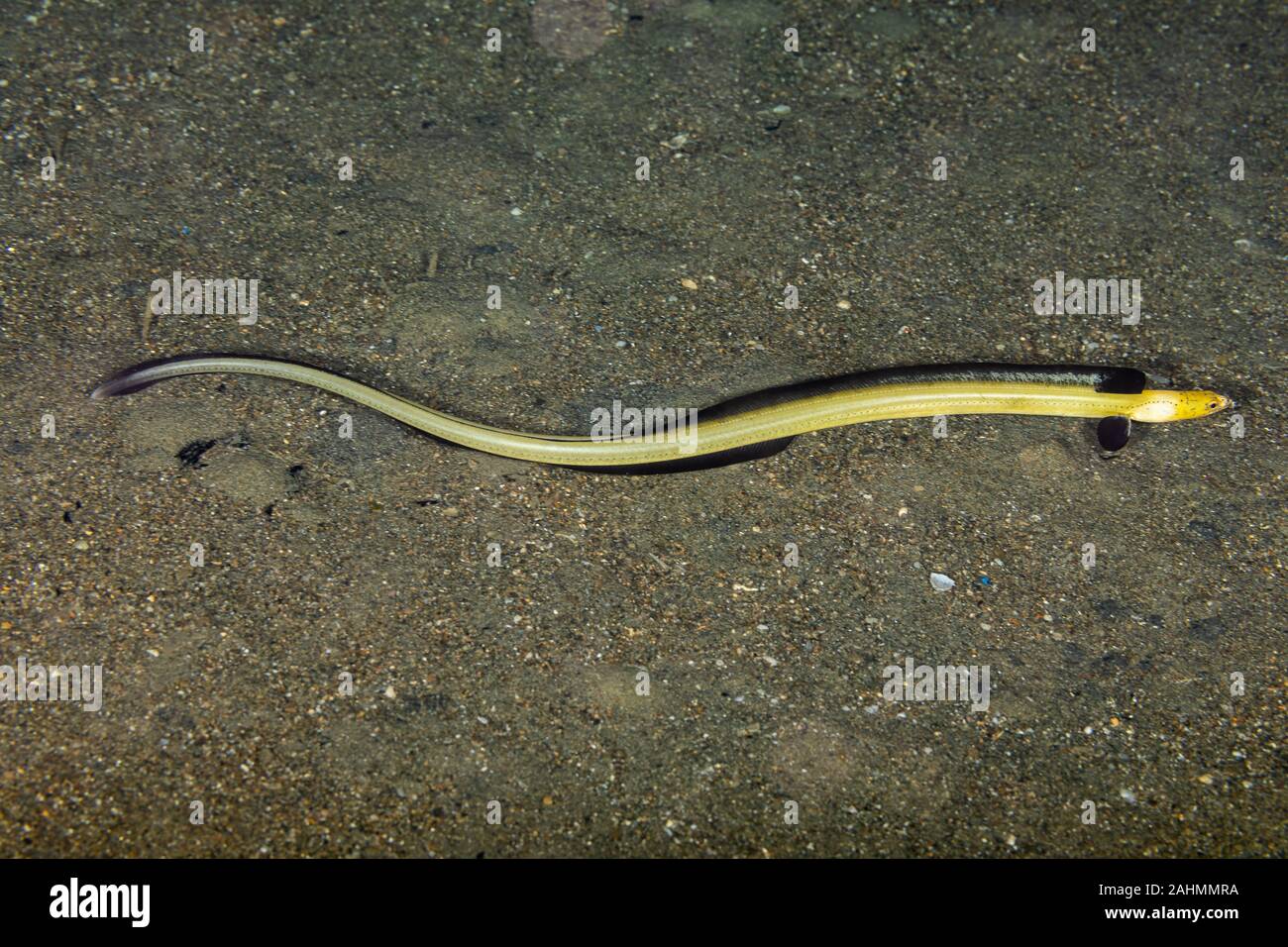 Longfin snake eel, Pisodonophis cancrivorus, is an eel in the family ...