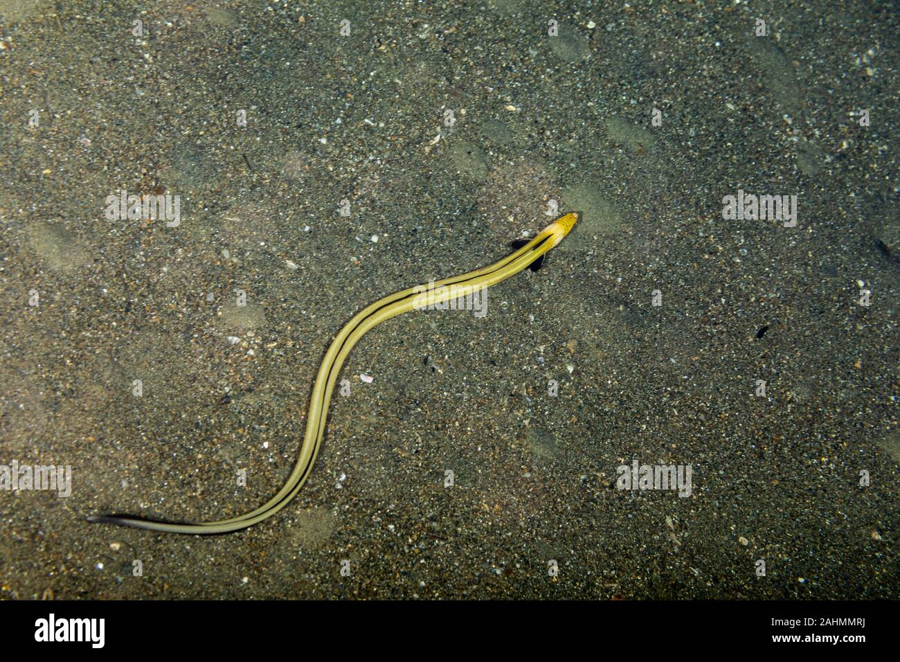 Longfin snake eel, Pisodonophis cancrivorus, is an eel in the family ...