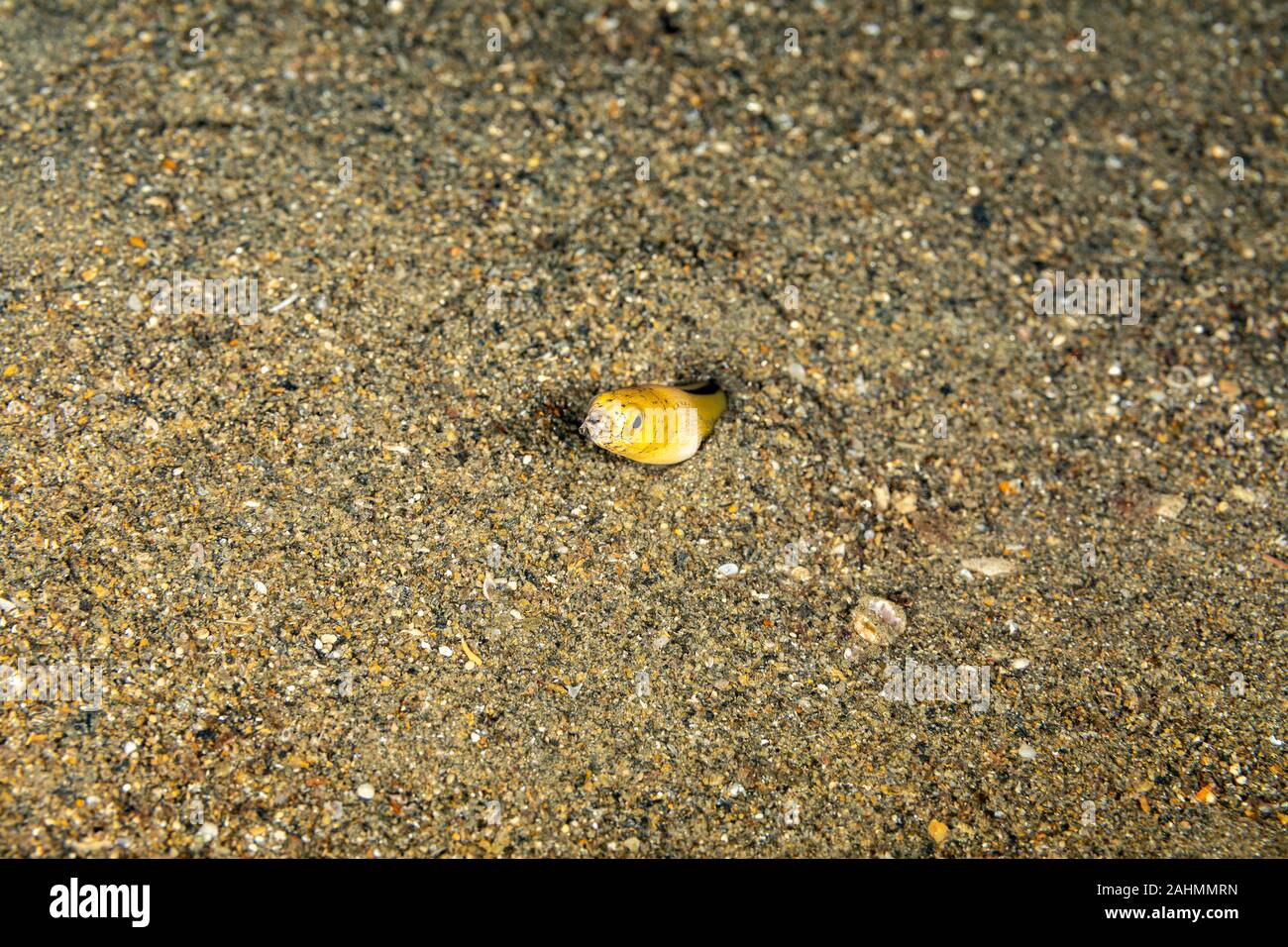 Longfin snake eel, Pisodonophis cancrivorus, is an eel in the family ...