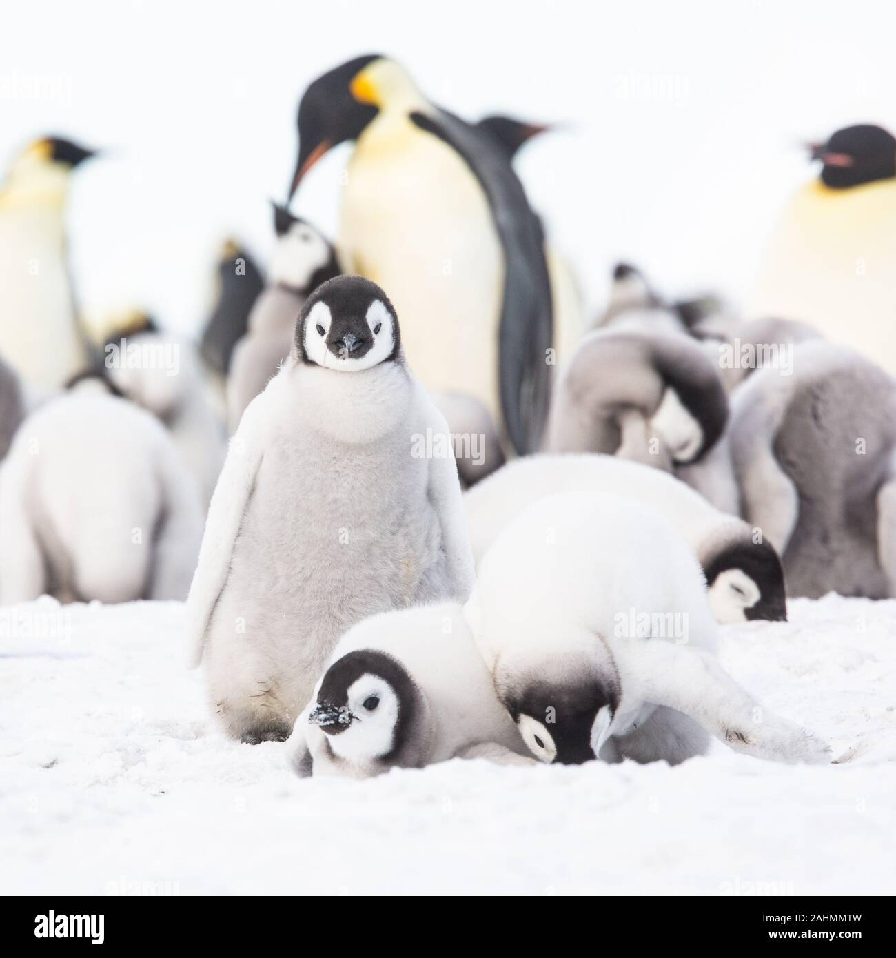 Emperor Penguin Chicks High Resolution Stock Photography and Images - Alamy