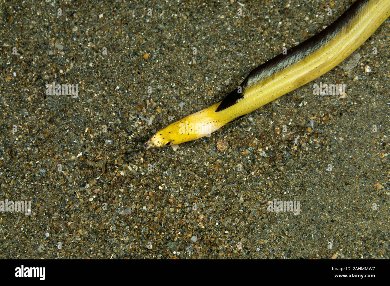 Longfin snake eel, Pisodonophis cancrivorus, is an eel in the family ...
