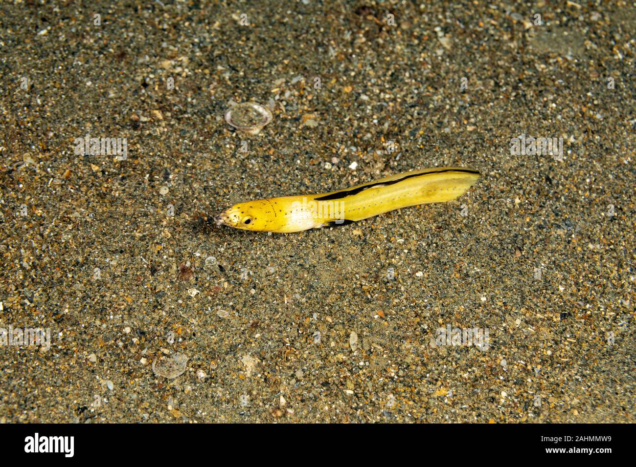 Longfin snake eel, Pisodonophis cancrivorus, is an eel in the family ...