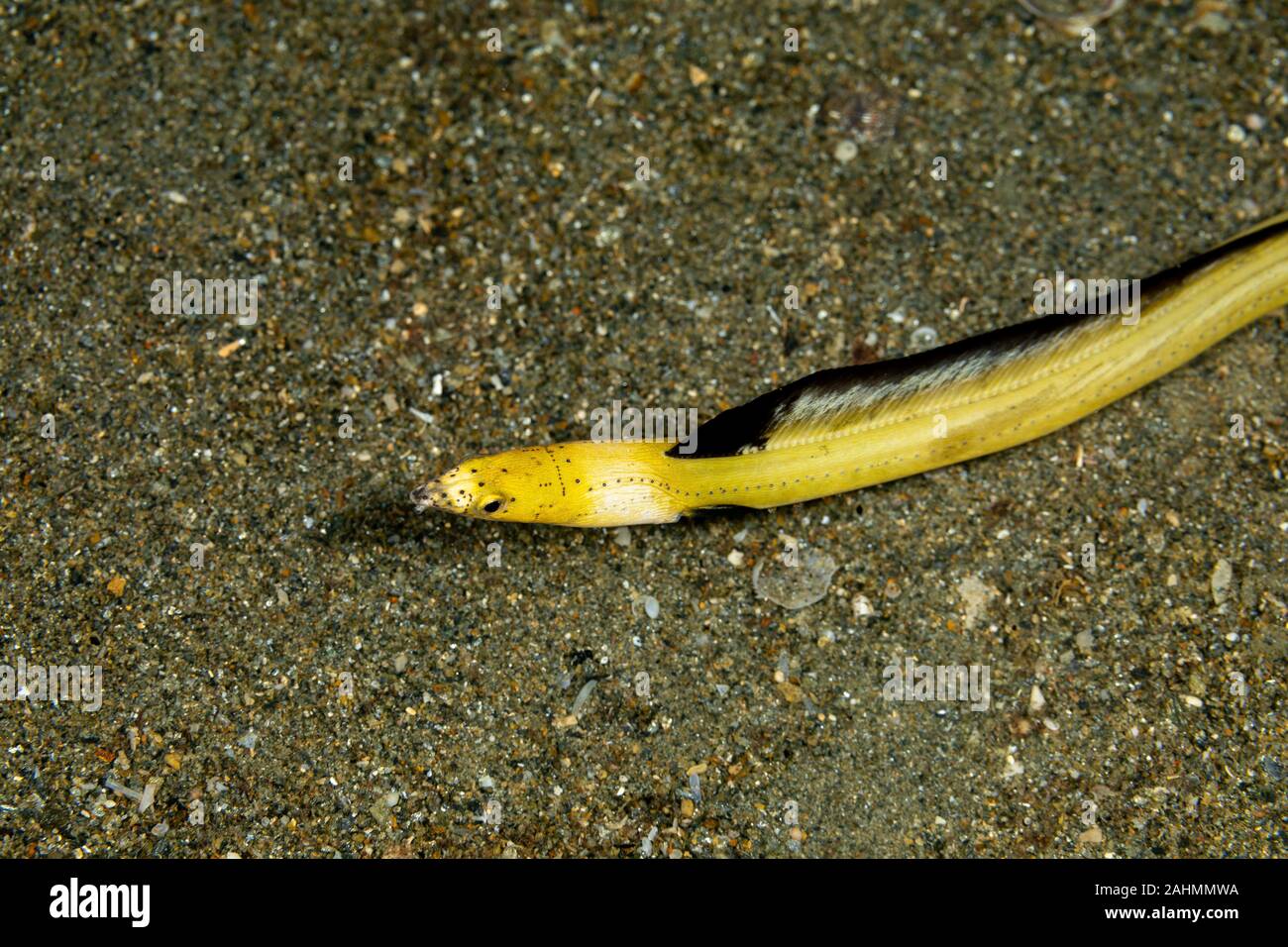 Longfin snake eel, Pisodonophis cancrivorus, is an eel in the family ...