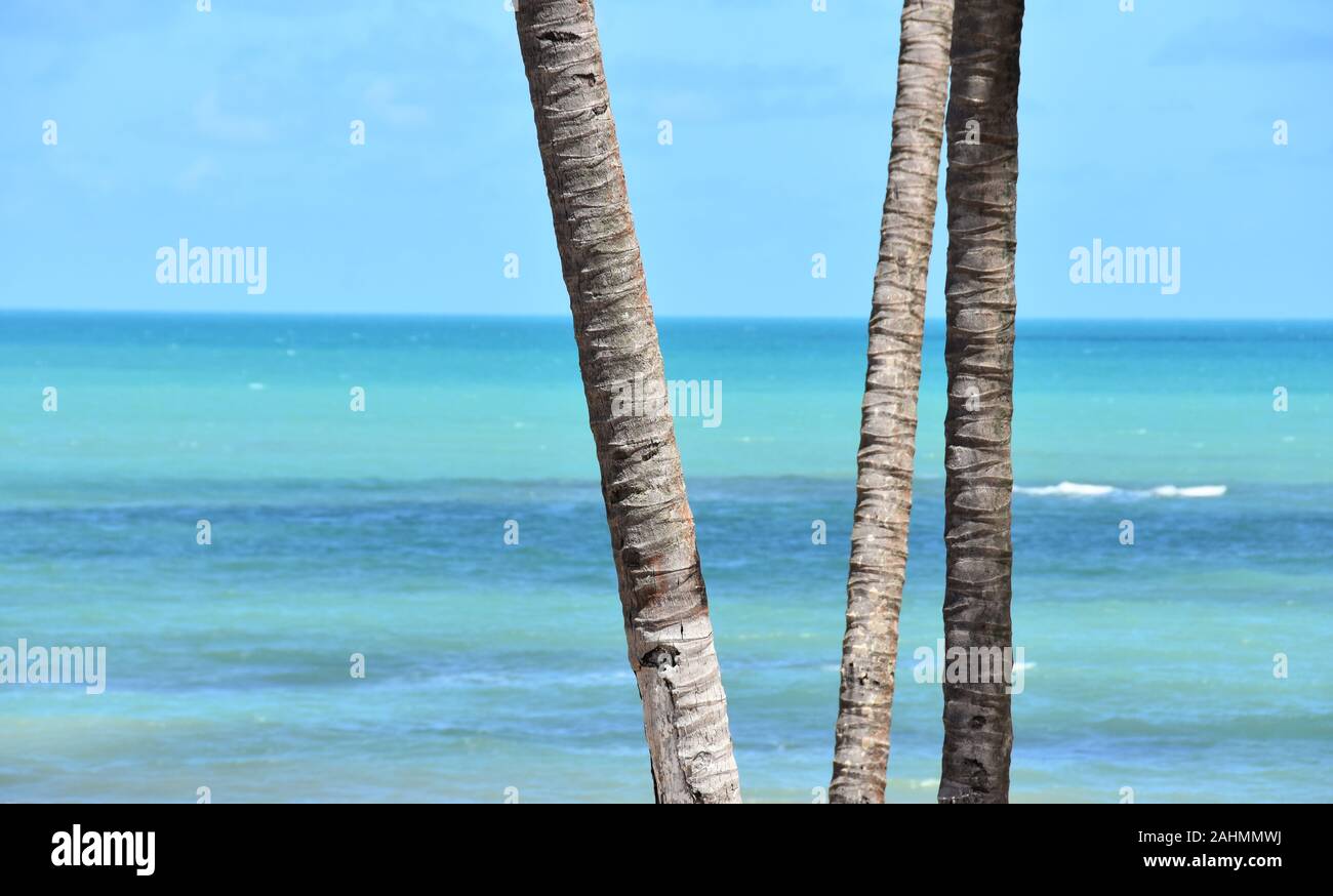 Coconut palm trunks by the sea on a beach Stock Photo - Alamy
