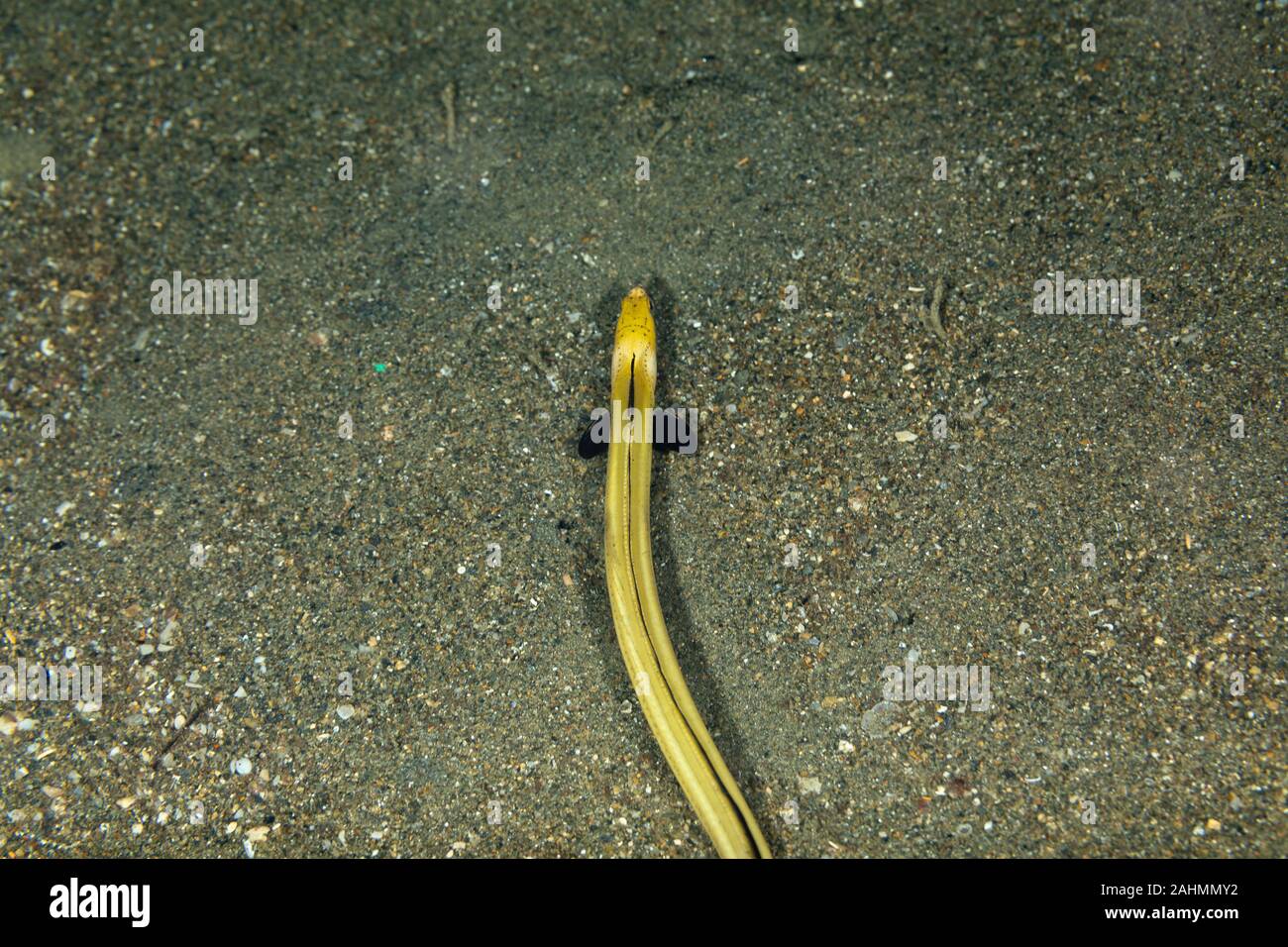 Longfin snake eel, Pisodonophis cancrivorus, is an eel in the family ...