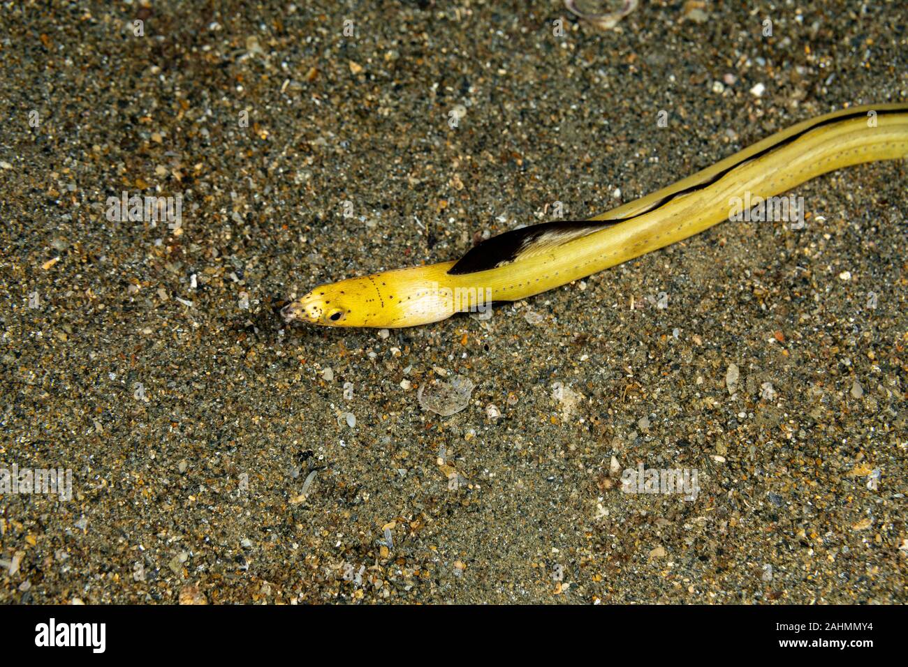 Longfin snake eel, Pisodonophis cancrivorus, is an eel in the family ...