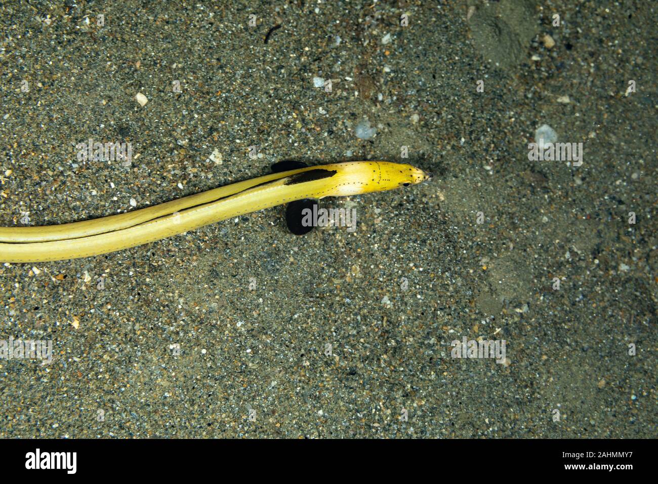 Longfin snake eel, Pisodonophis cancrivorus, is an eel in the family ...