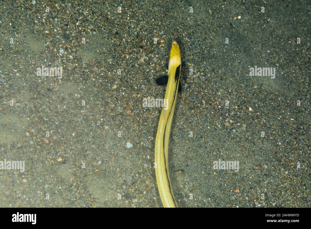 Longfin snake eel, Pisodonophis cancrivorus, is an eel in the family ...