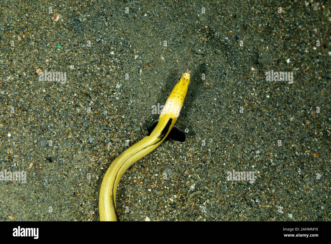 Longfin snake eel, Pisodonophis cancrivorus, is an eel in the family ...
