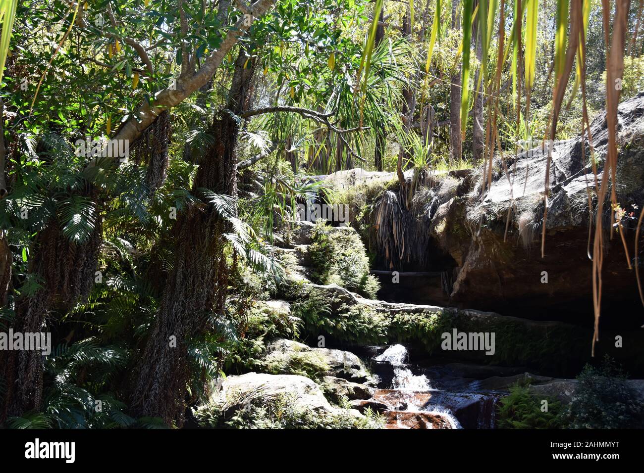 Madagascar rainforest landscape hi-res stock photography and images - Alamy
