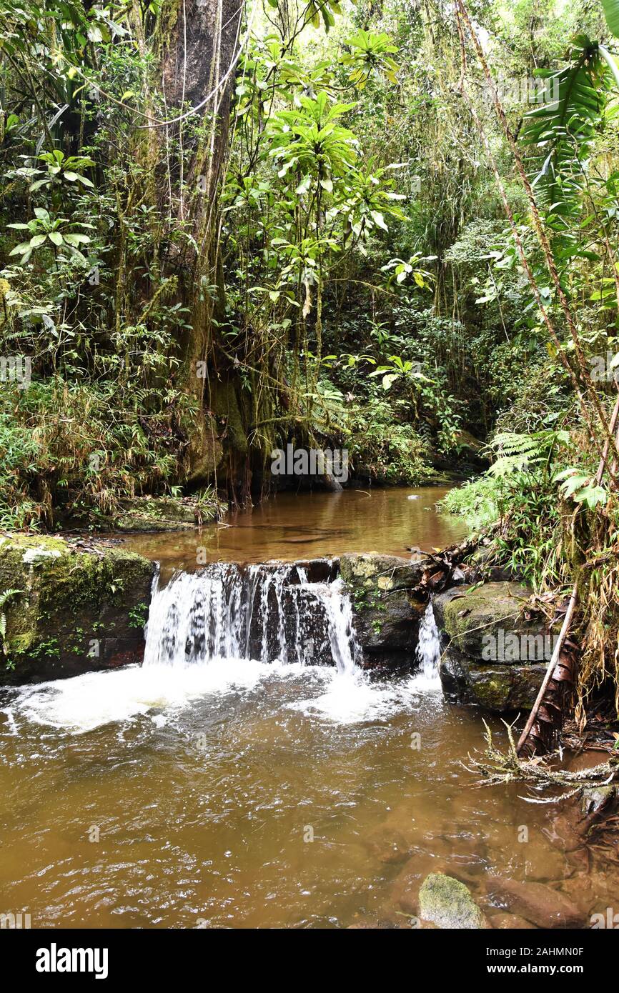 Tropical rainforest madagascar hi-res stock photography and images - Alamy