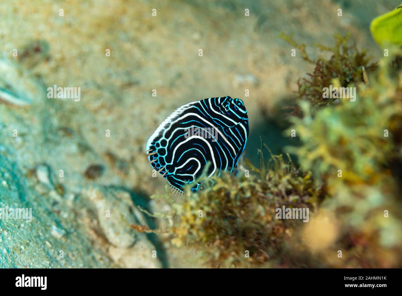 Juvenile emperor angel fish hi-res stock photography and images - Alamy