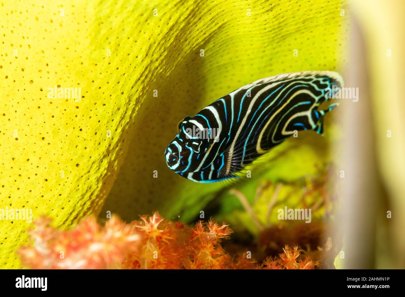 Juvenile emperor angel fish hi-res stock photography and images - Alamy