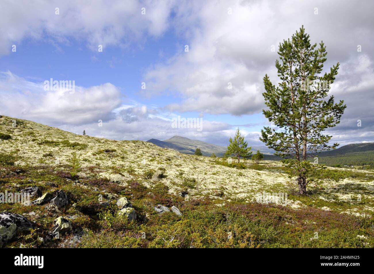 Moss tundra landscape hi-res stock photography and images - Alamy