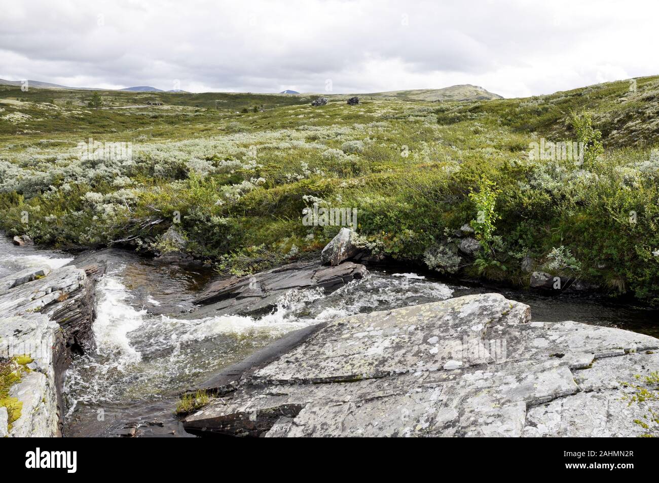 Norwegian vegetation hi-res stock photography and images - Alamy