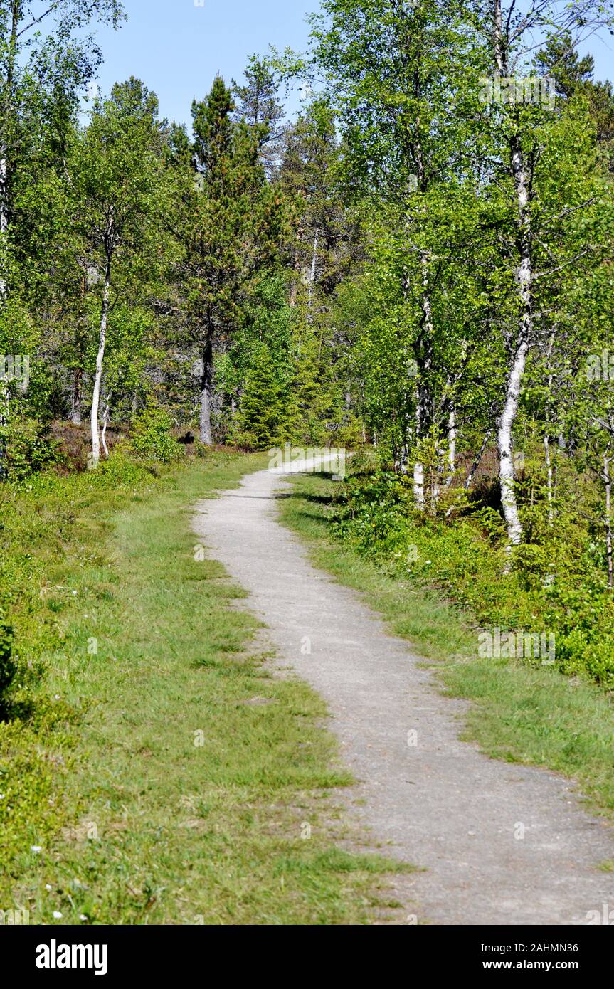Walking trees hi-res stock photography and images - Alamy