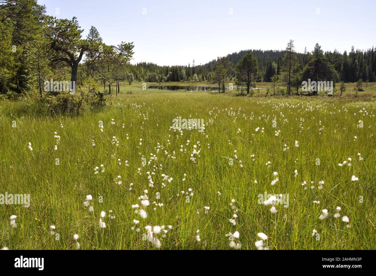 Bog cottongrass hi-res stock photography and images - Alamy