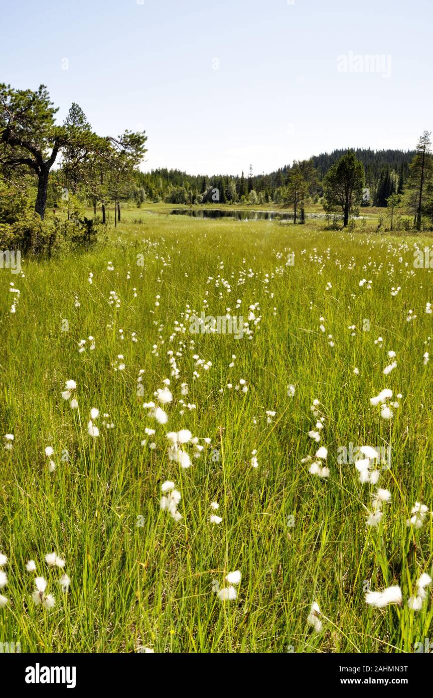 Cottongrass Eriophorum growing in a bog landscape Stock Photo - Alamy