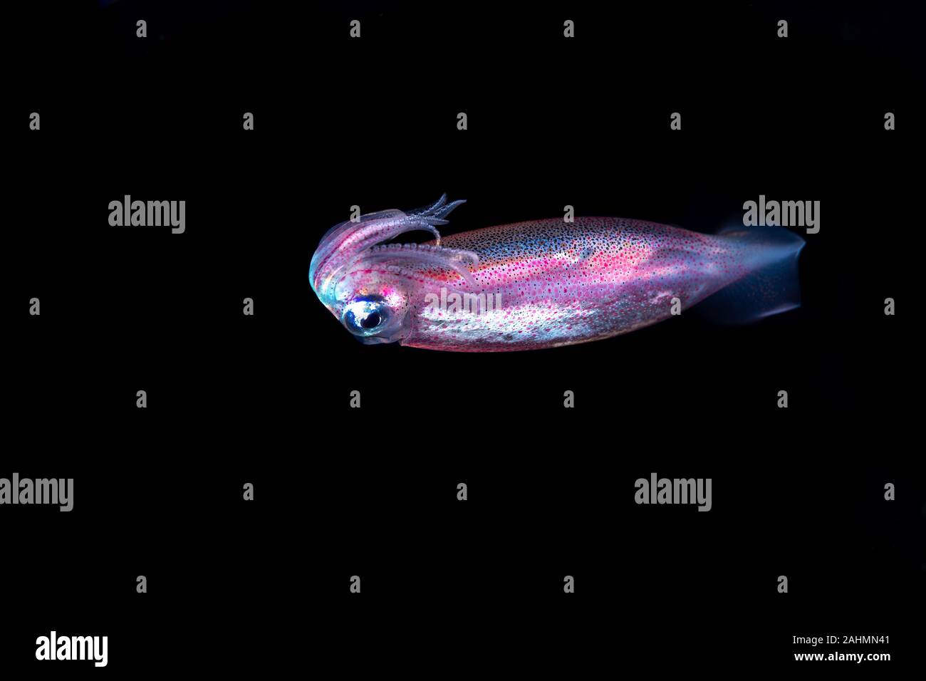 Neon flying squid, sometimes called the red flying squid, akaika, and ...