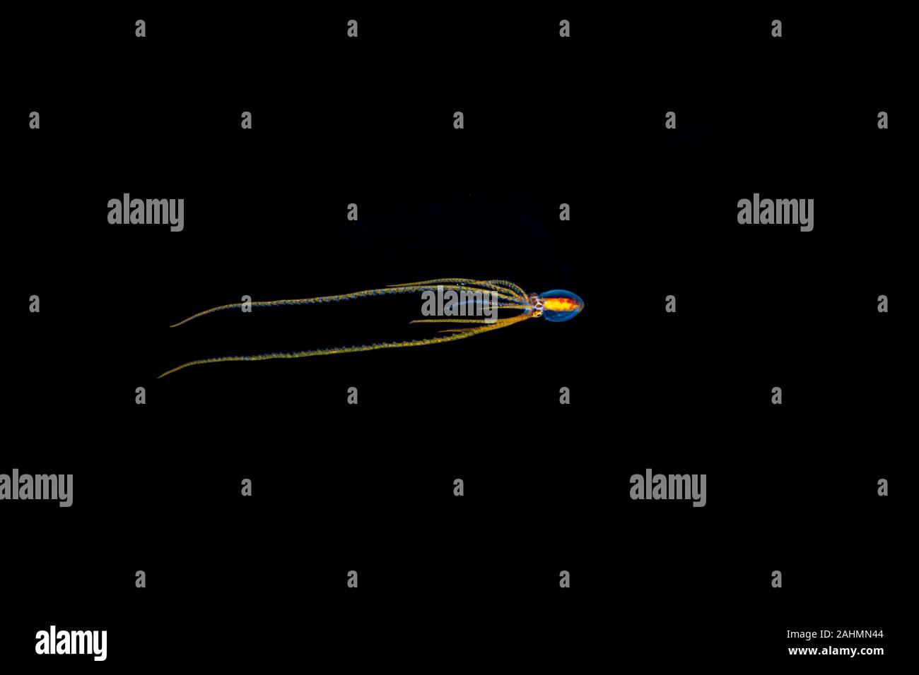 Long Arm Octopus High Resolution Stock Photography and Images - Alamy