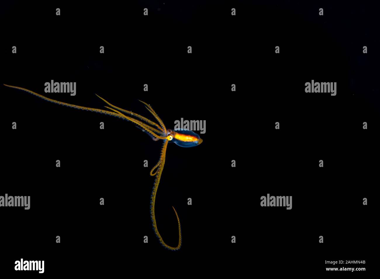 Long arm squid hi-res stock photography and images - Alamy
