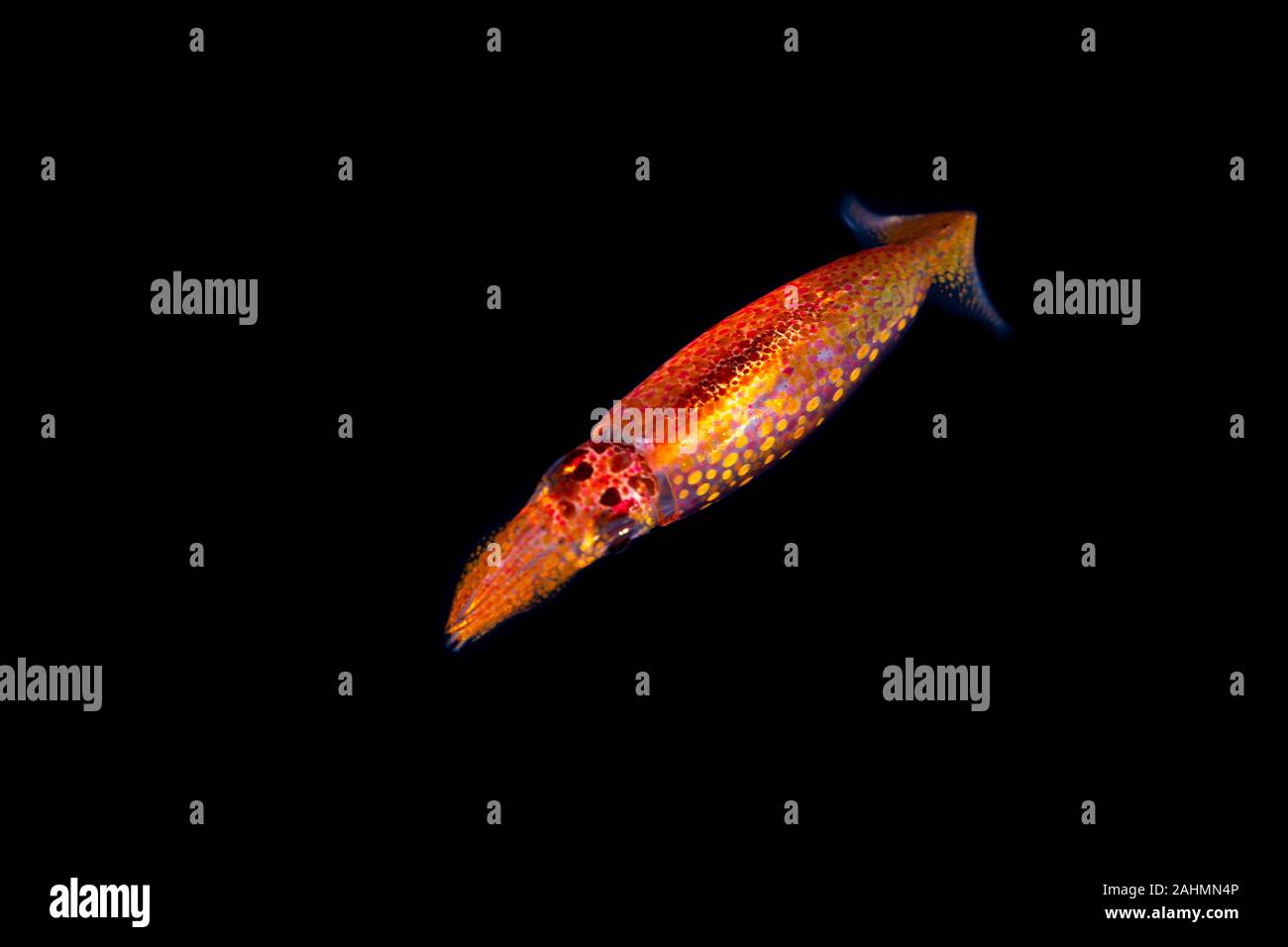 Neon flying squid, sometimes called the red flying squid, akaika, and ...