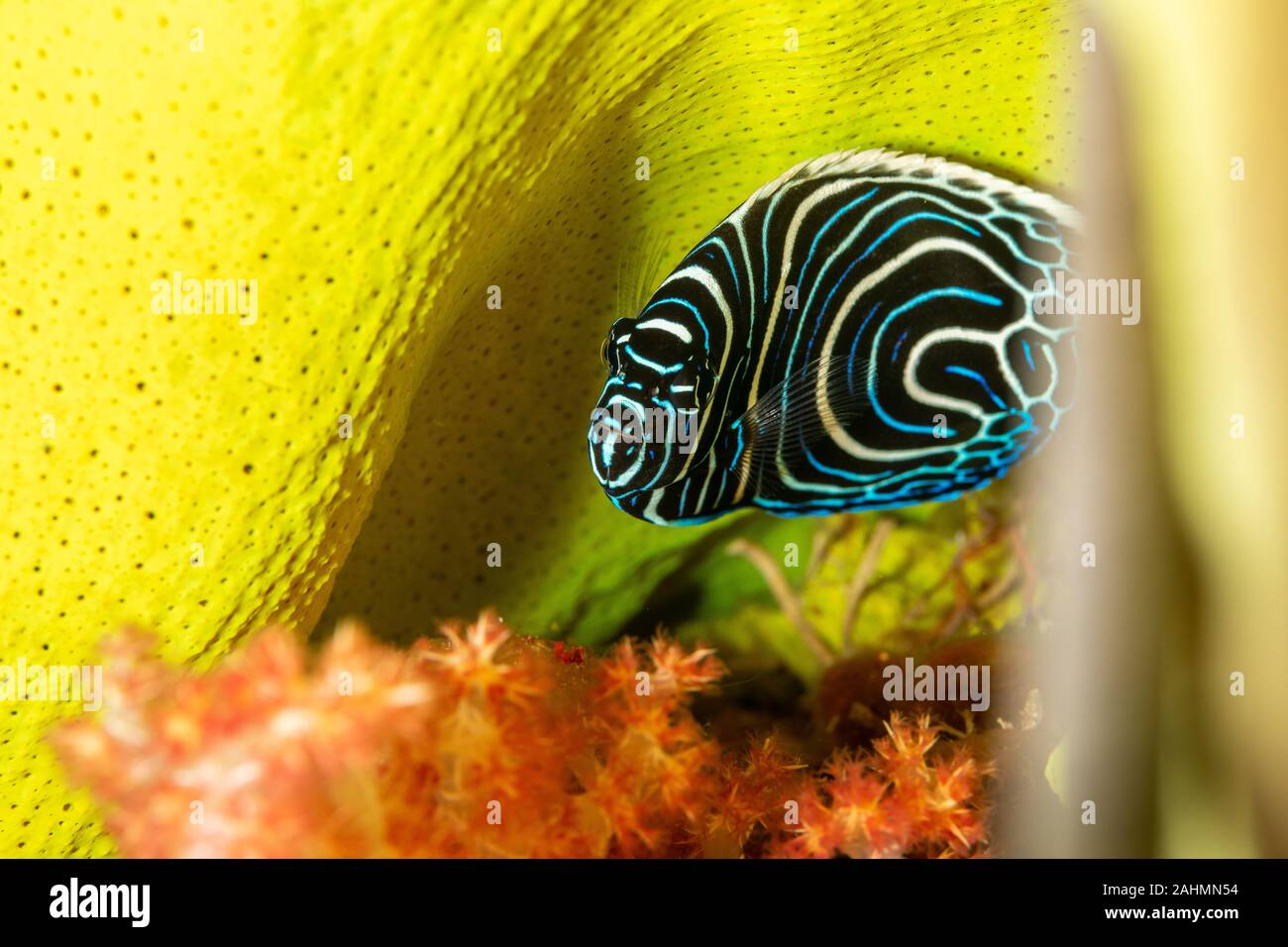 Juvenile emperor angelfish, Pomacanthus imperator, is a species of ...