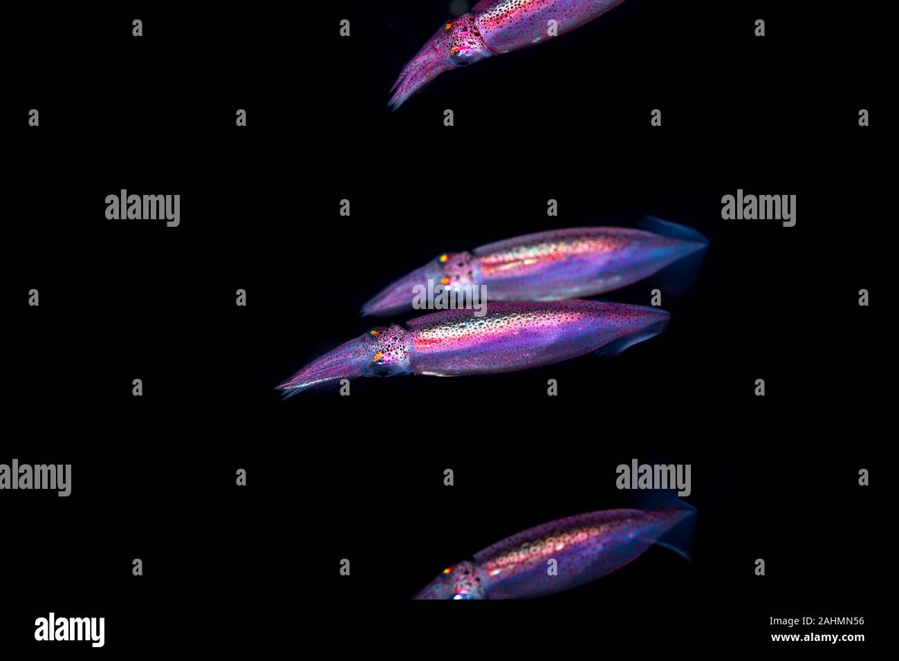 Neon flying squid, sometimes called the red flying squid, akaika, and ...