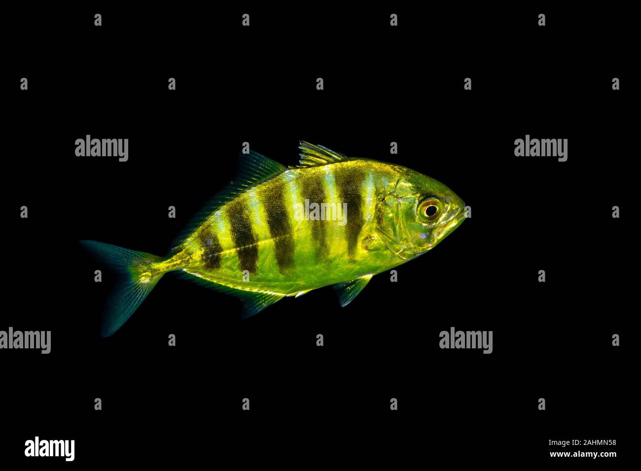 Juvenile Golden trevally, Gnathanodon speciosus, also known as the ...