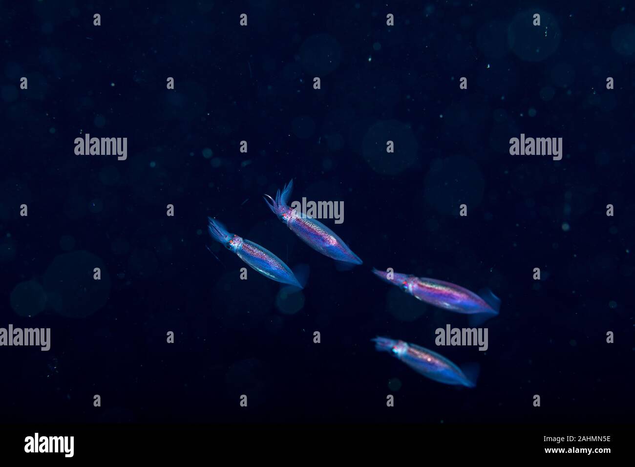 Neon flying squid, sometimes called the red flying squid, akaika, and ...