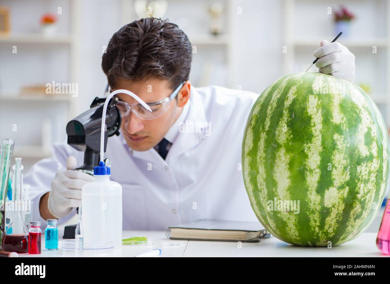 The scientist testing watermelon in lab Stock Photo - Alamy