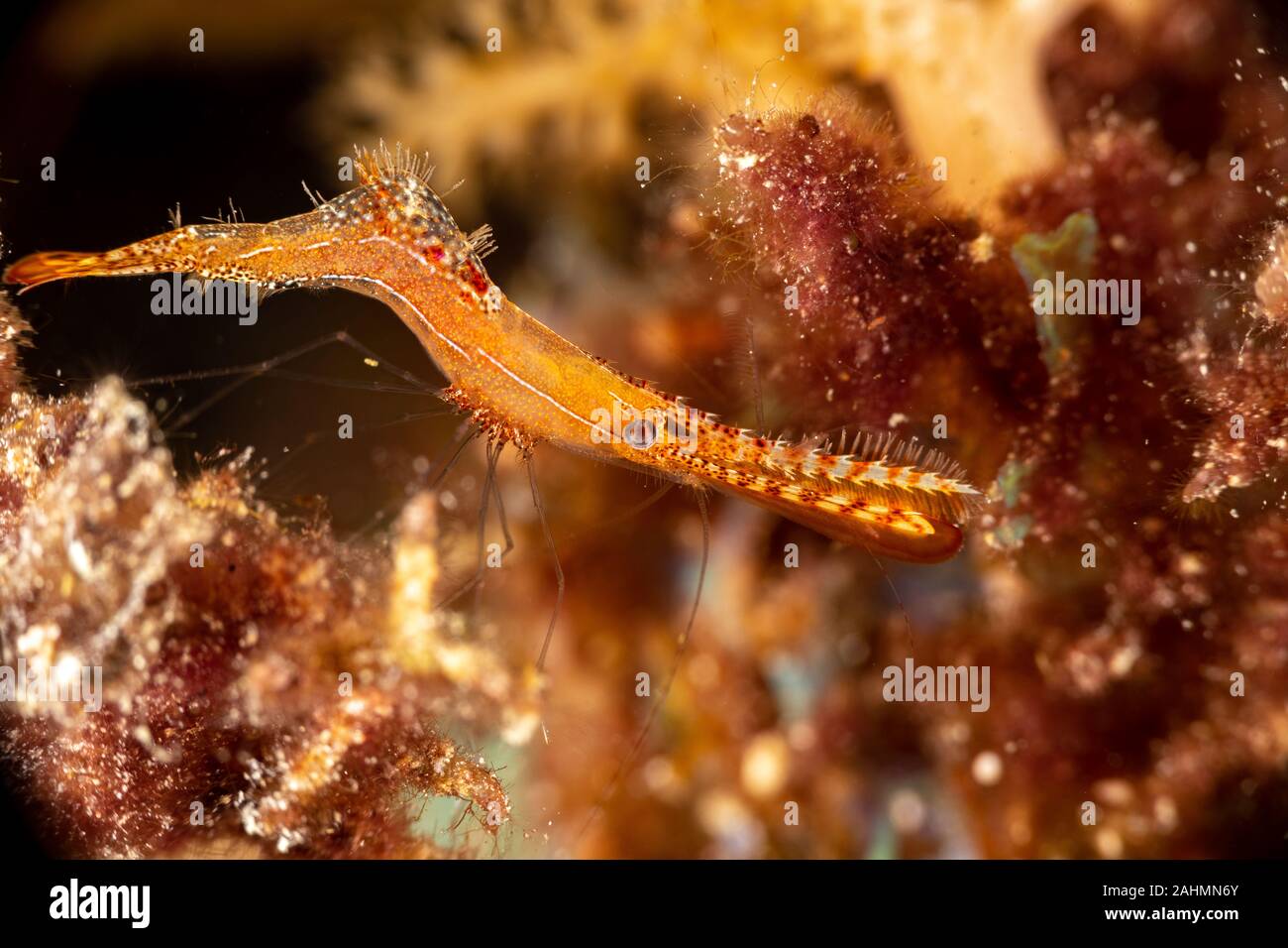 Long nose shrimp, Donald Duck Shrimp, Body length about 20 mm, Leander ...