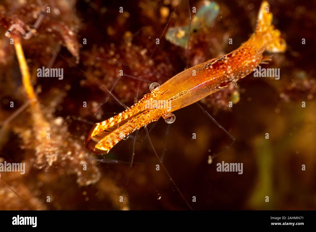 Long nose shrimp, Donald Duck Shrimp, Body length about 20 mm, Leander ...