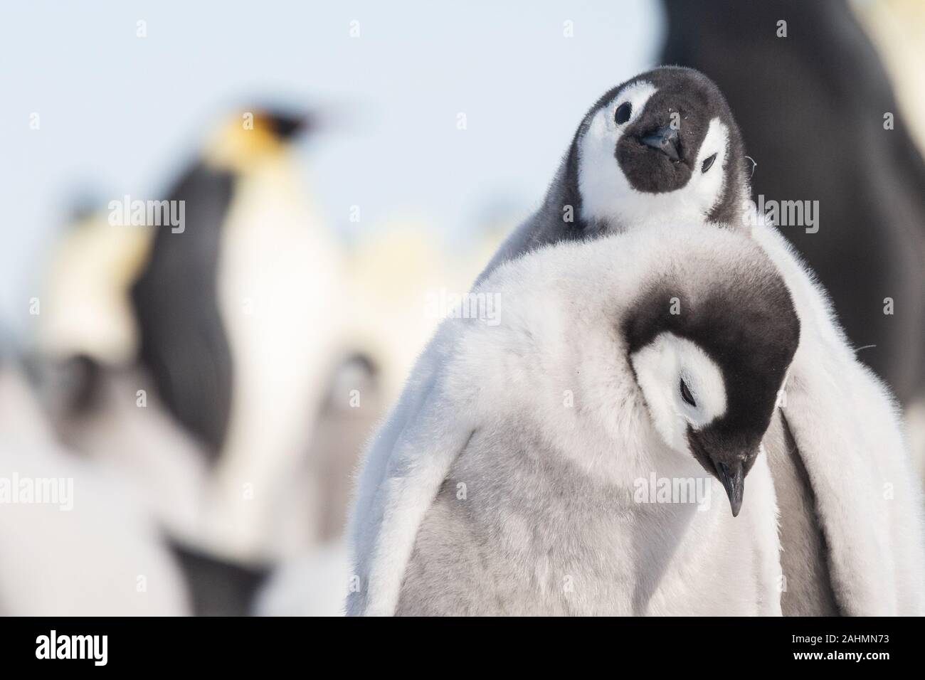 Emperor penguins at snow hill, Antarctica Stock Photo - Alamy