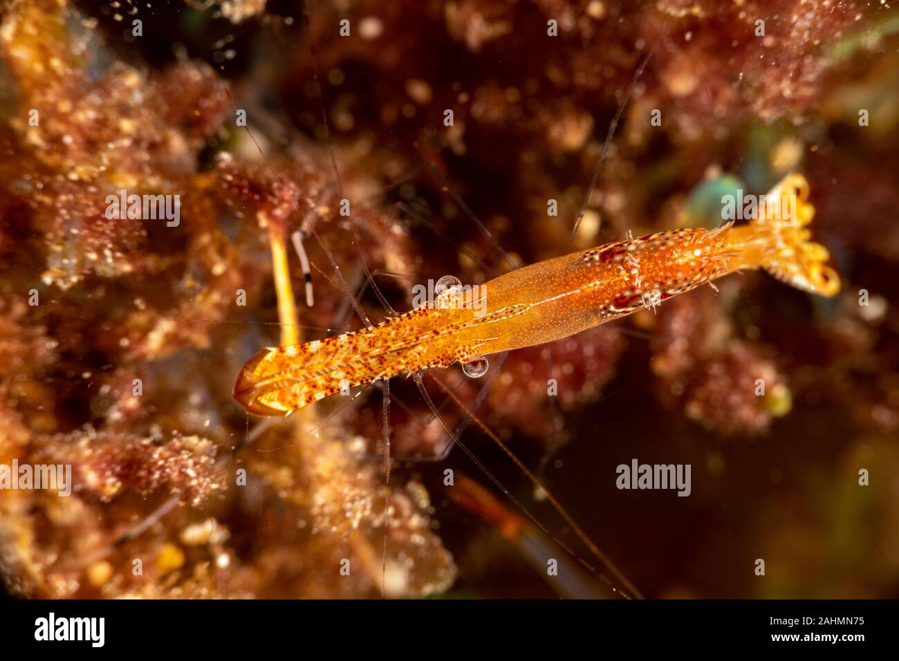 Long nose shrimp, Donald Duck Shrimp, Body length about 20 mm, Leander ...