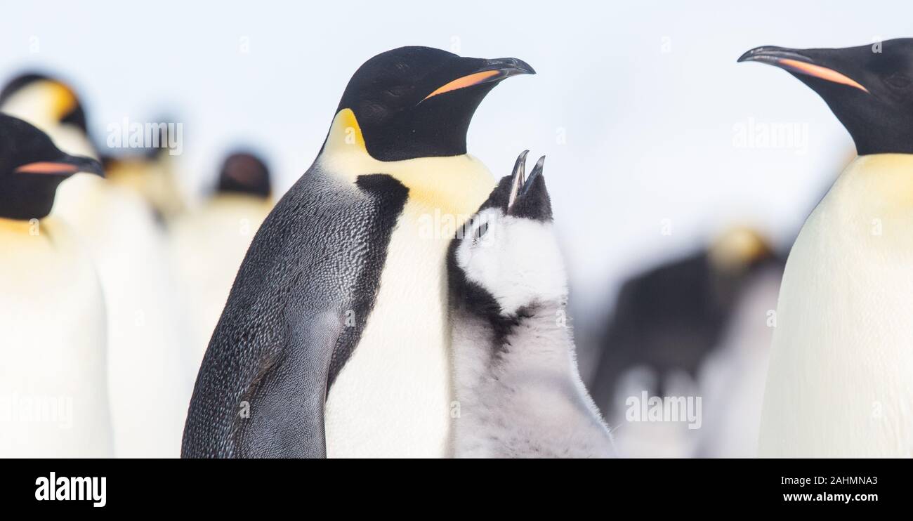 Emperor penguin sea antarctica hi-res stock photography and images - Alamy