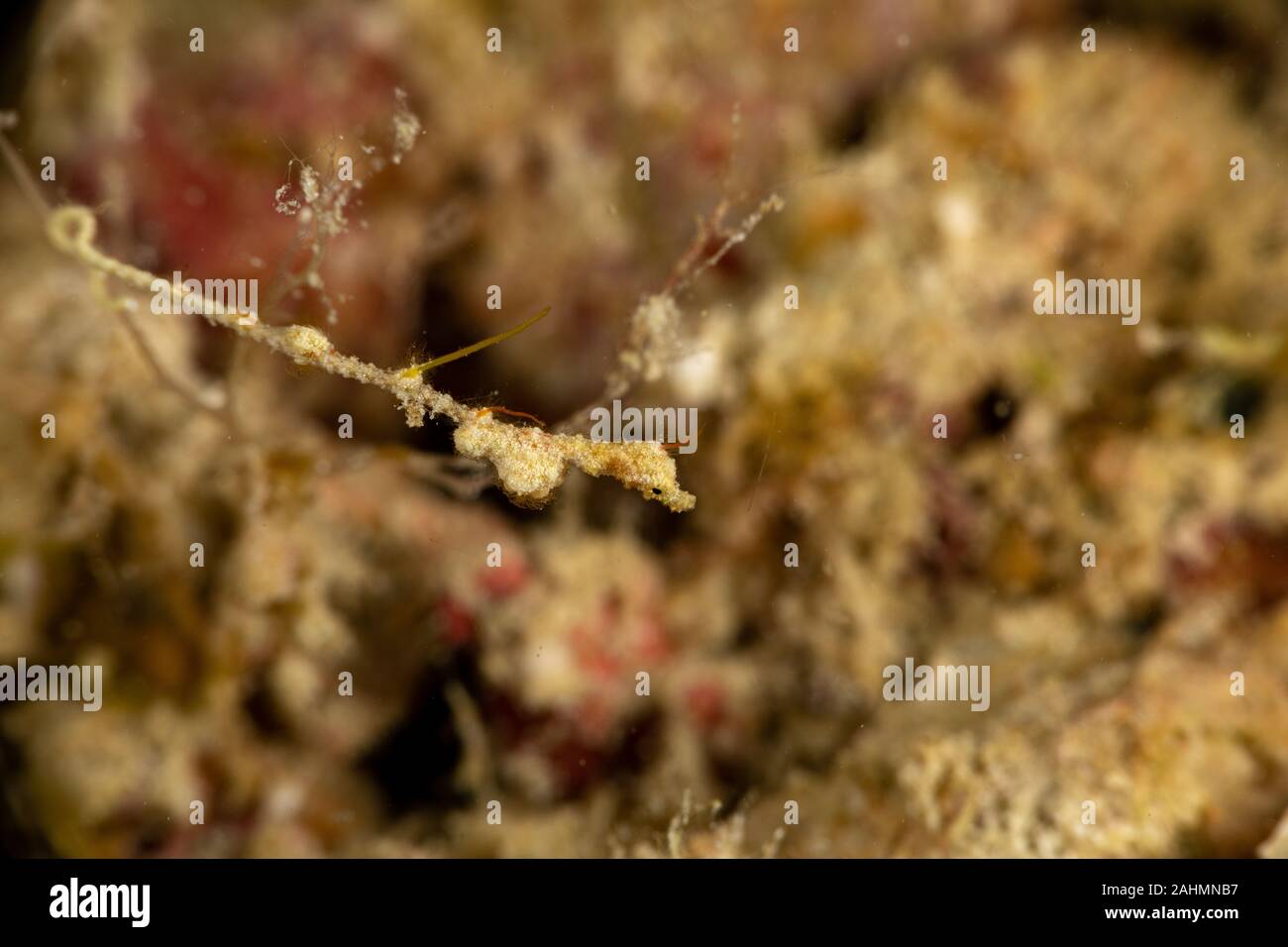 Lembeh Sea Dragon, thread pipefish, Kyonemichthys rumengani, is a ...