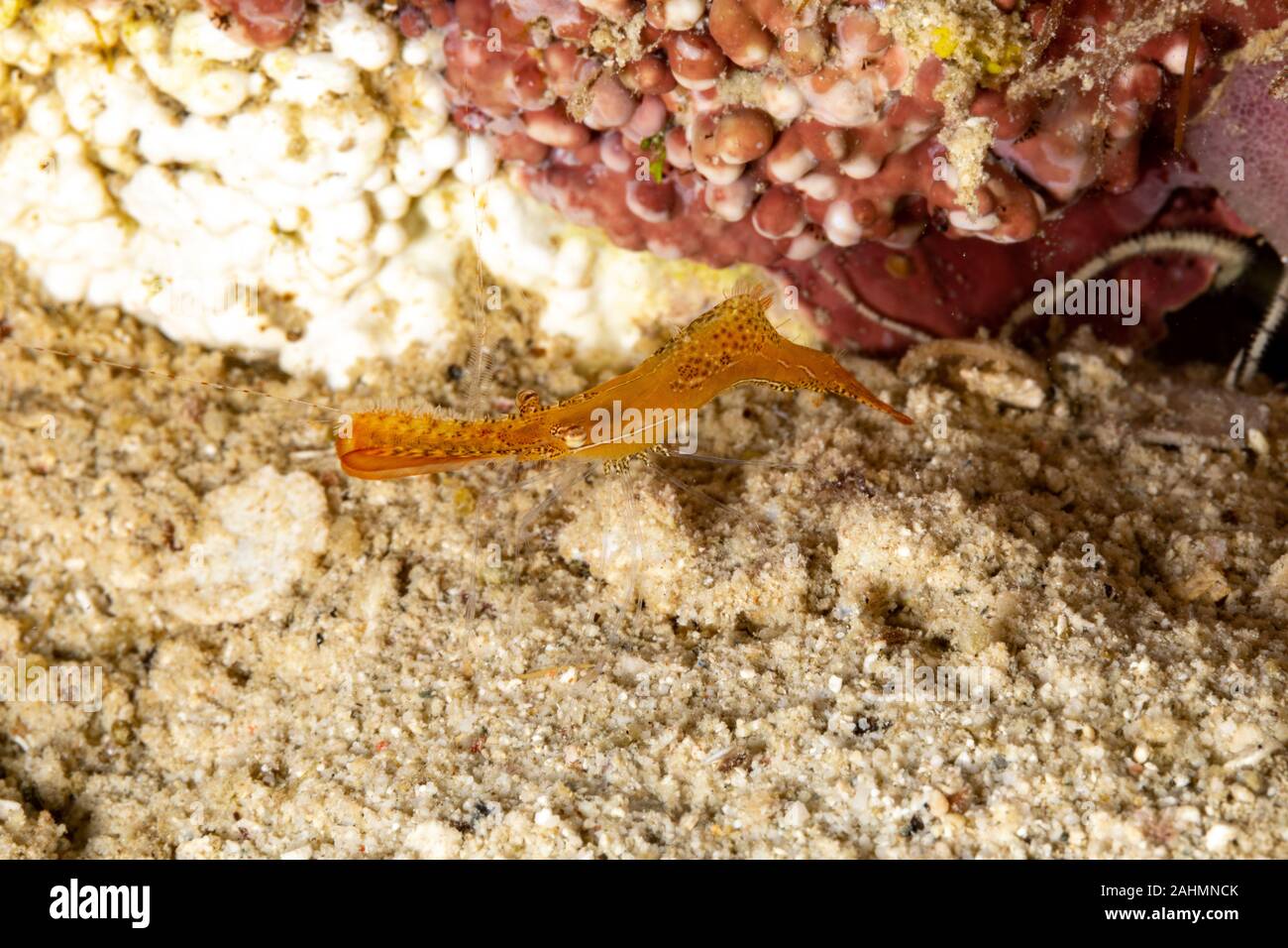 Long nose shrimp, Donald Duck Shrimp, Body length about 20 mm, Leander ...